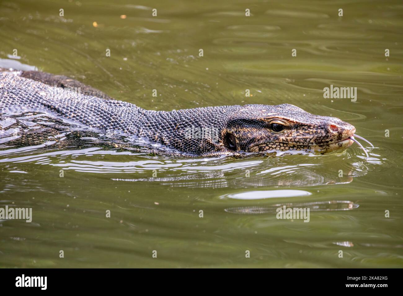 an wild Asian water monitor(Varanus salvator) is swimming with tongue ...