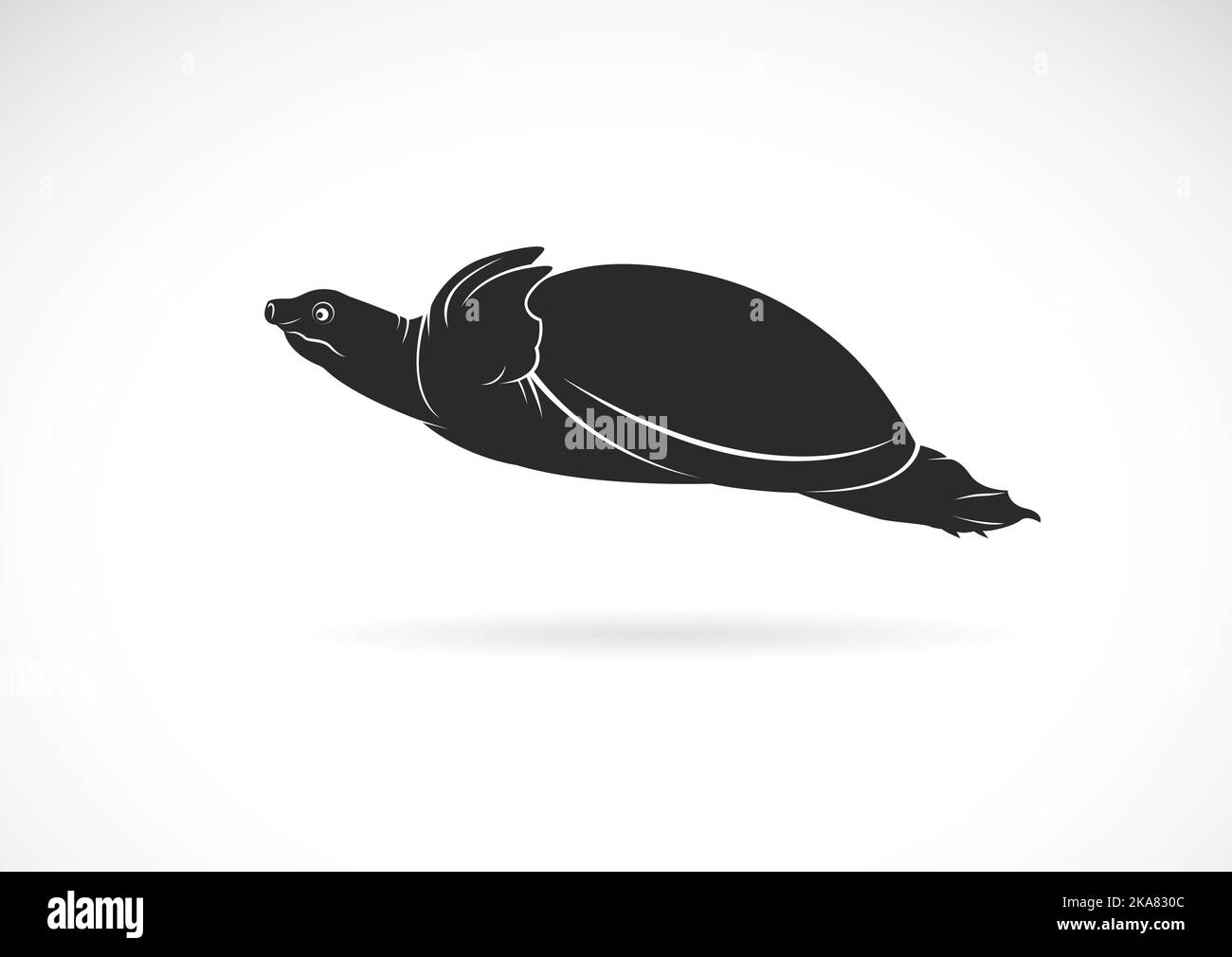 Vector of soft-shelled turtle (Trionychidae) on white background. wild ...