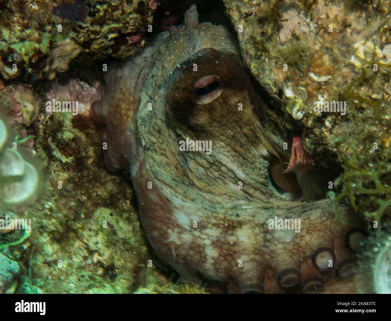 A closeup shot of a common octopus (Octopus vulgaris Stock Photo - Alamy