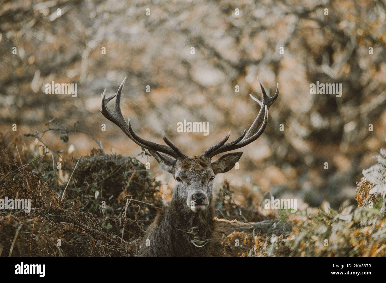 The Red deer Stag looking at us in the Golden forest in autumn Stock ...