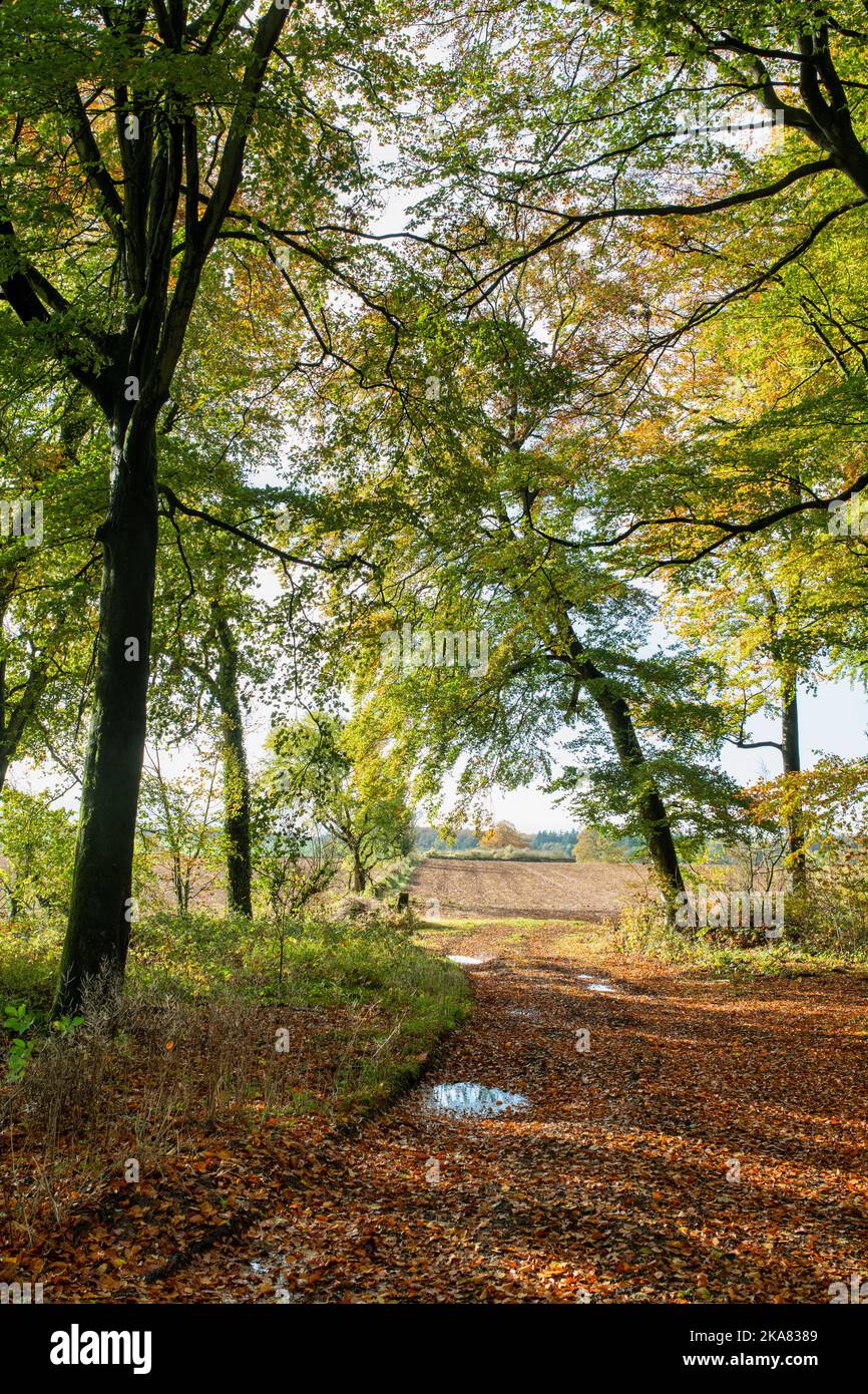 Farm track through beech trees in the autumn. Cotswolds ...