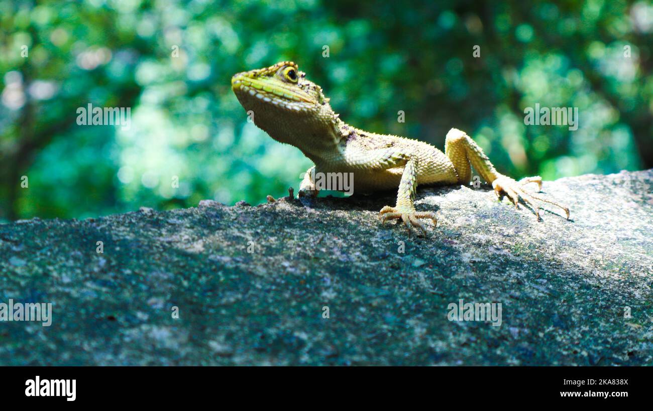 A closeup shot of a scaly green lizard on a rock Stock Photo - Alamy