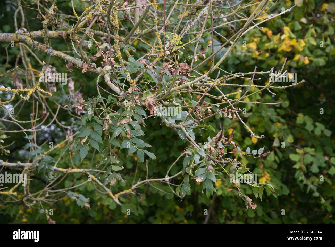 Symptoms of chalara ash dieback (Hymenoscyphus fraxineus) on a small ...