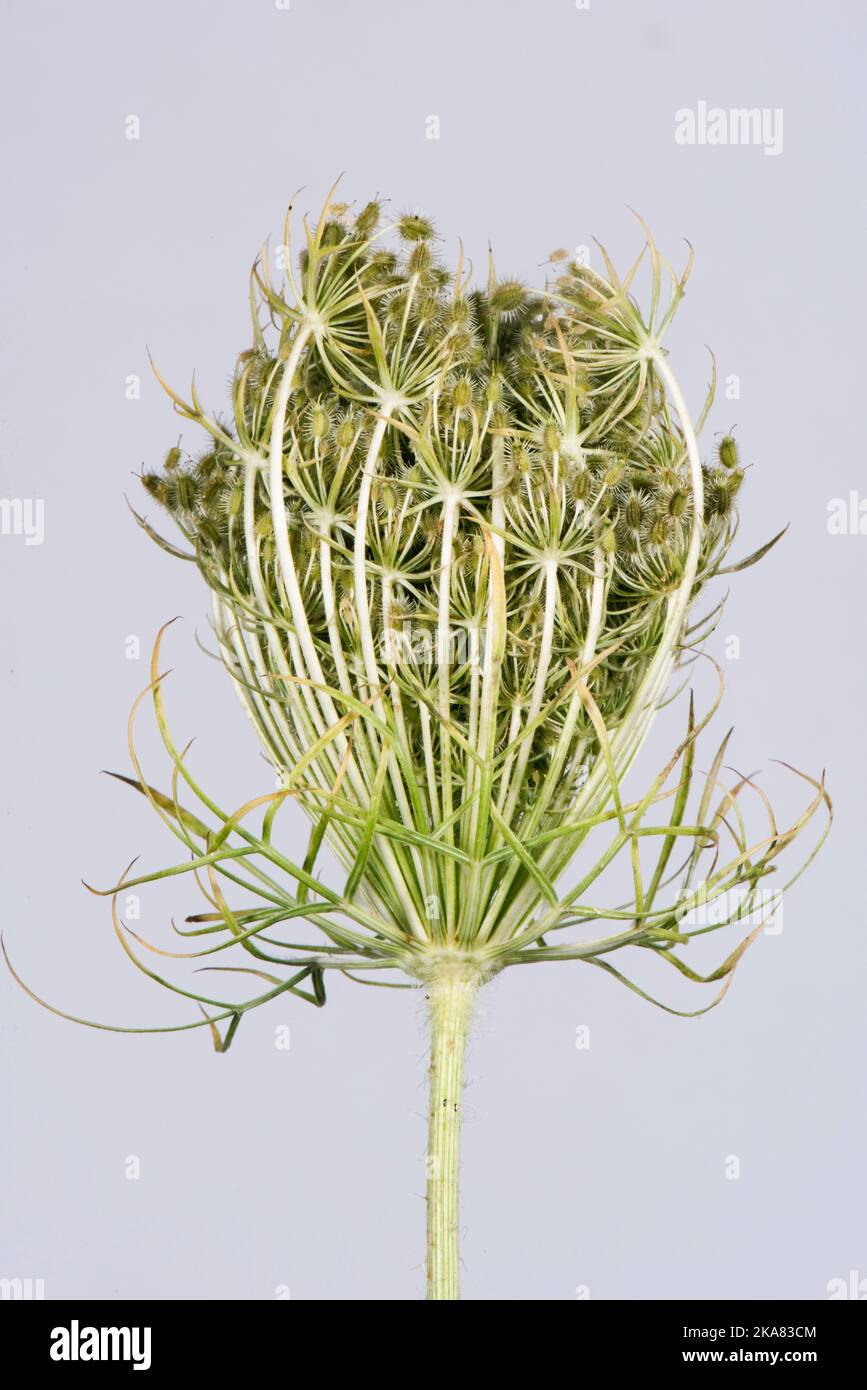 Seed head of wild carrot (Daucus carota), upturned umbels of unripe ...