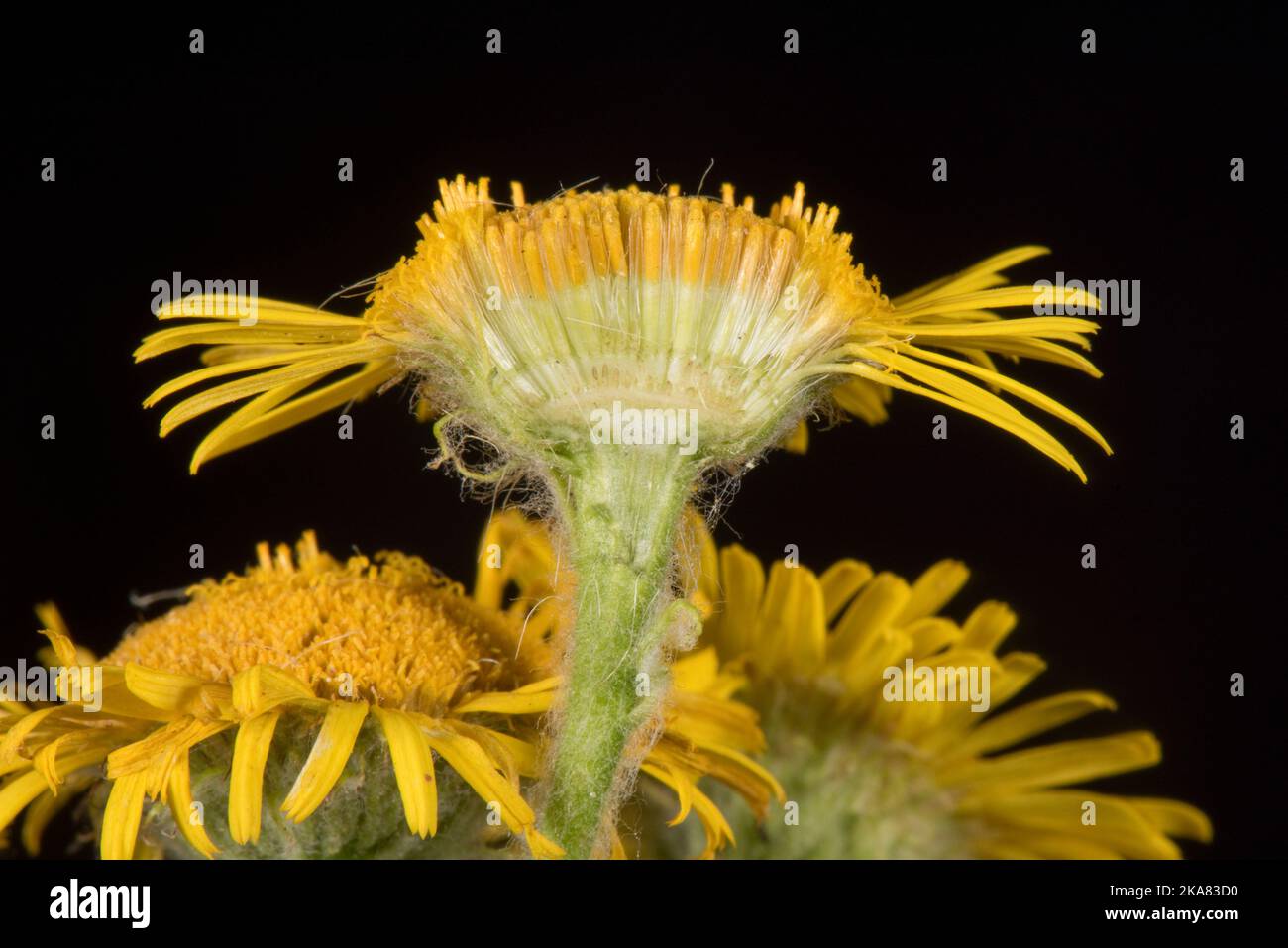 Secion of a yellow common fleabane or meadow false fleabane (Pulicaria ...