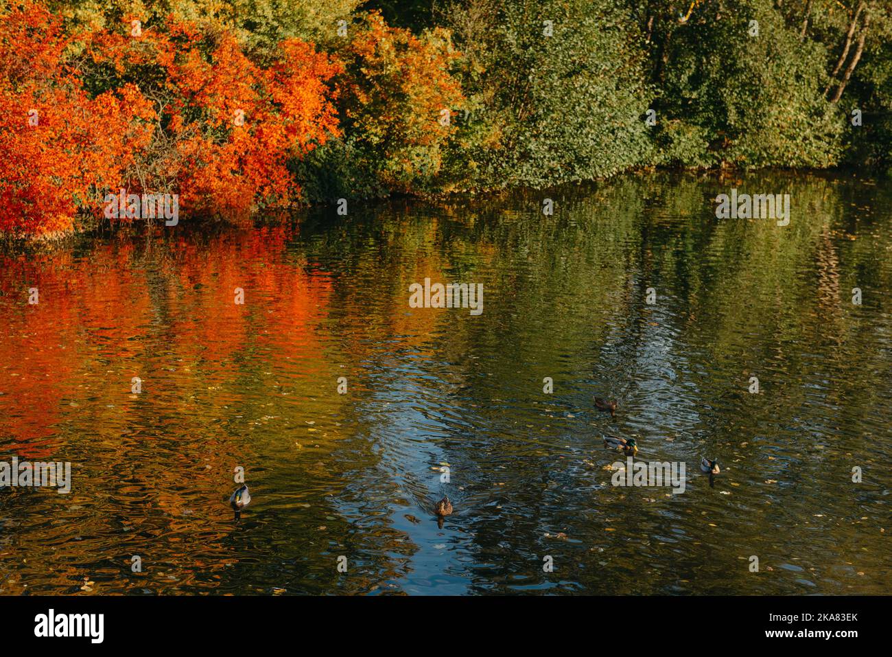 Autumn tree on the curves bank of the pond. Autumn landscape with red ...