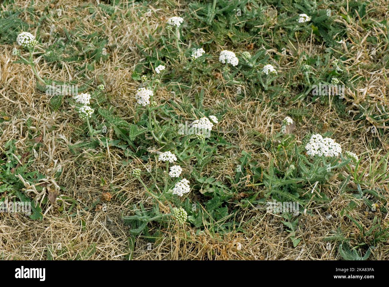Yarrow (Achillea millefolium) tough and green with white flowers ...