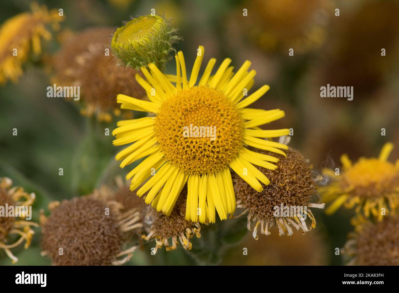 Yellow, common fleabane or meadow false fleabane (Pulicaria dysenterica ...