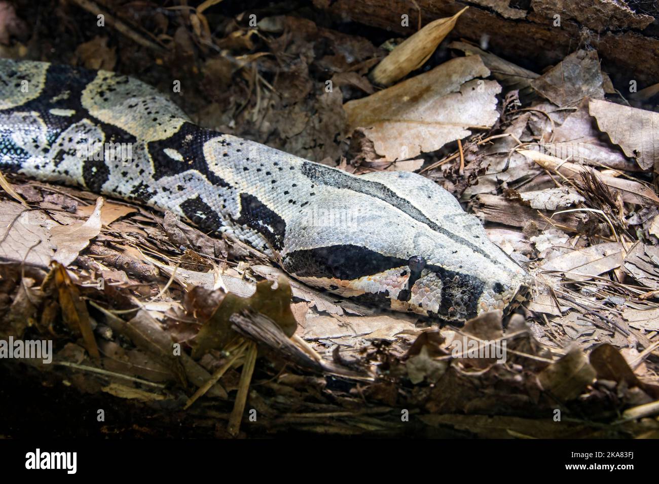 The closeup image of red-tailed boa (Boa constrictor) head. It is a ...