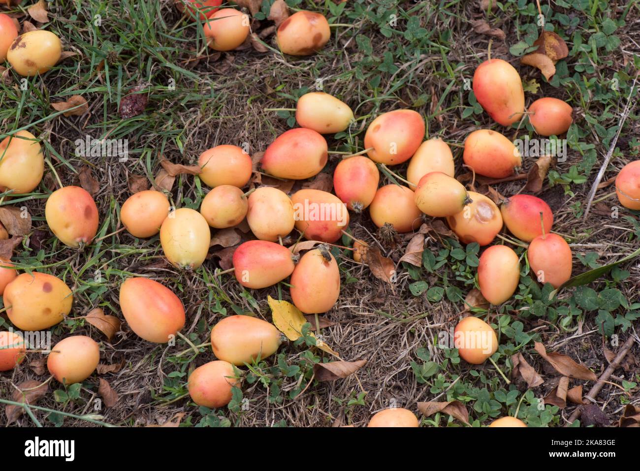 Fallen ovoid, red and yellow fruit of crab apple, Malus 'John Downie ...