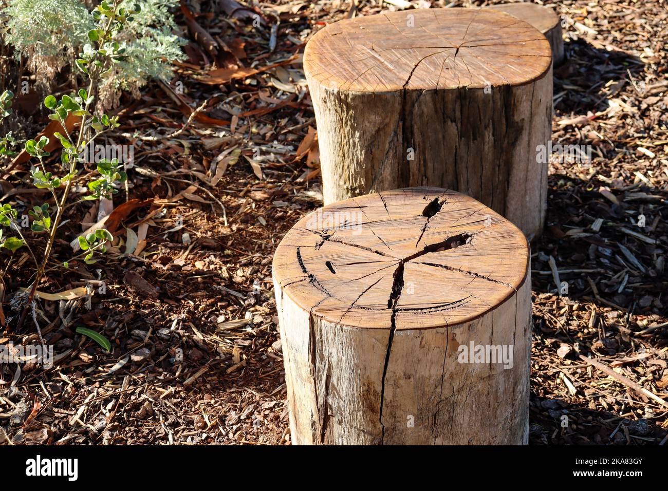 Stepping tree trunk hi-res stock photography and images - Alamy