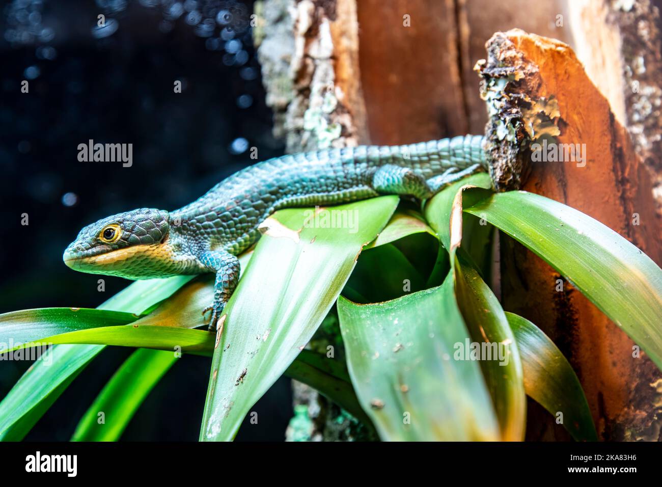 Blue Arboreal Alligator Lizard