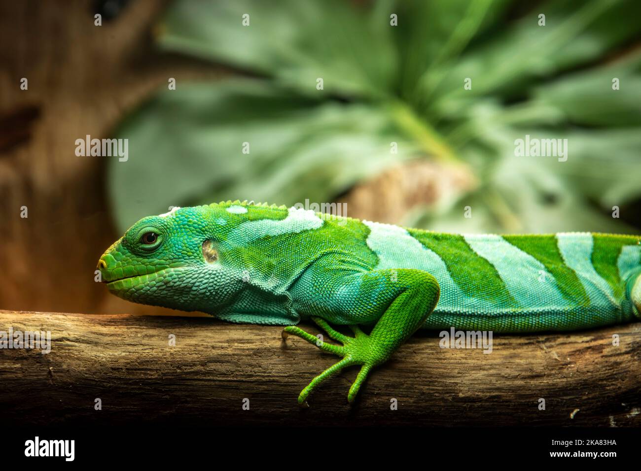 the closeup image of Fiji banded iguana (Brachylophus fasciatus) An ...