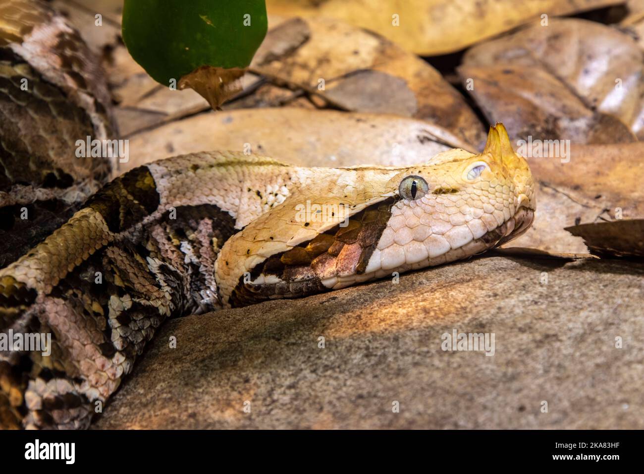 West African Gaboon viper (Bitis rhinoceros) is a viper species endemic ...