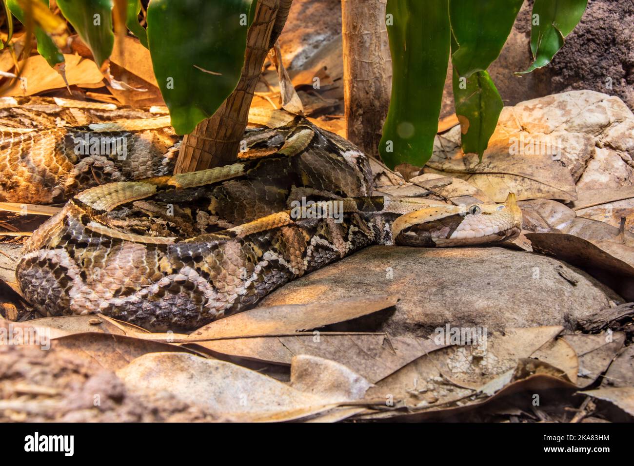 West African Gaboon viper (Bitis rhinoceros) is a viper species endemic ...