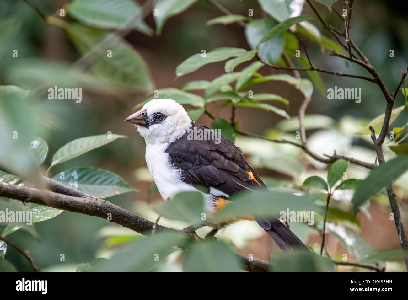 The white-headed buffalo weaver (Dinemellia dinemelli) is a species of ...