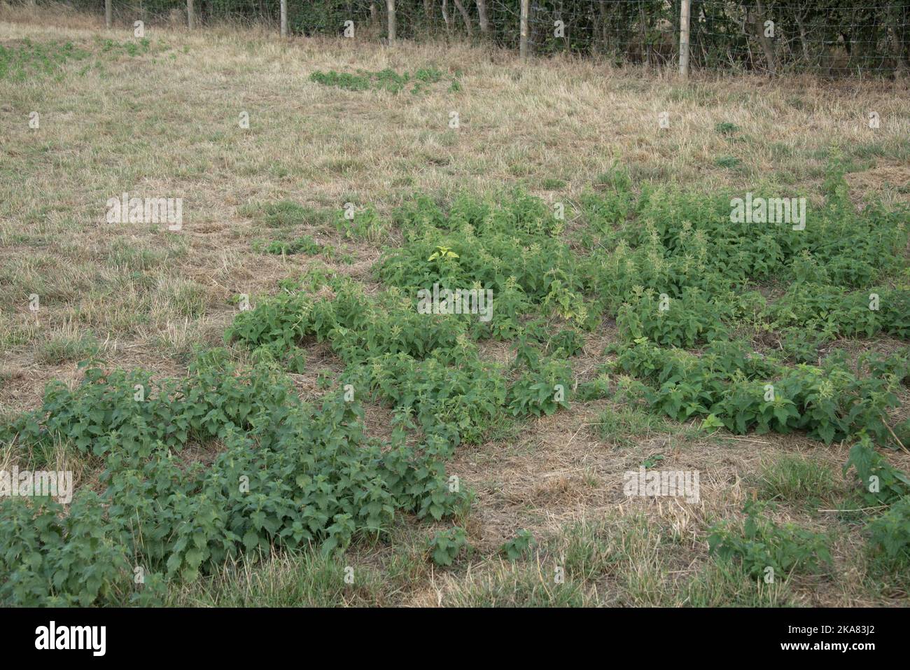 Stinging nettles (Urtica dioica) green, tough and rapidly regrowing ...