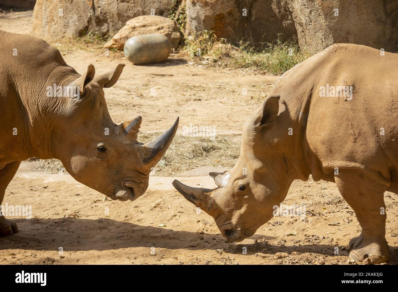 Two white rhinoceros (Ceratotherium simum) are flighting, which is the ...