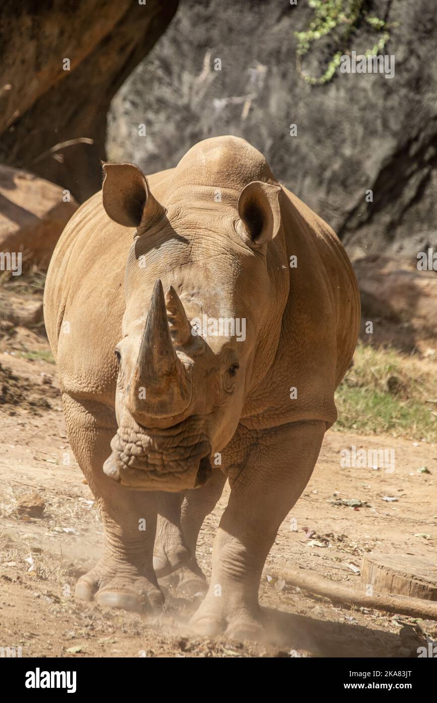The white rhinoceros (Ceratotherium simum) is the largest extant ...