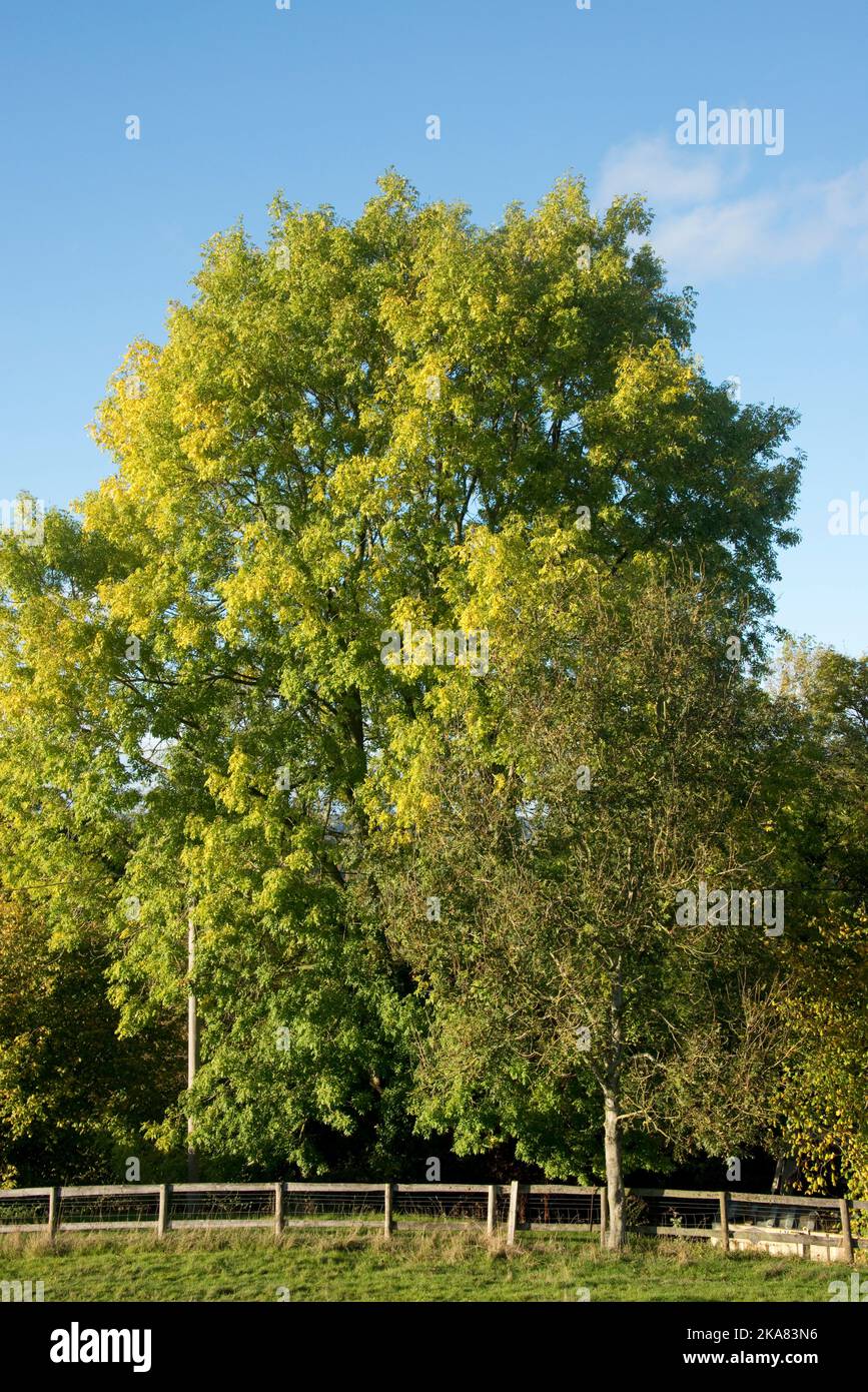 Symptoms of chalara ash dieback (Hymenoscyphus fraxineus) on a small ...