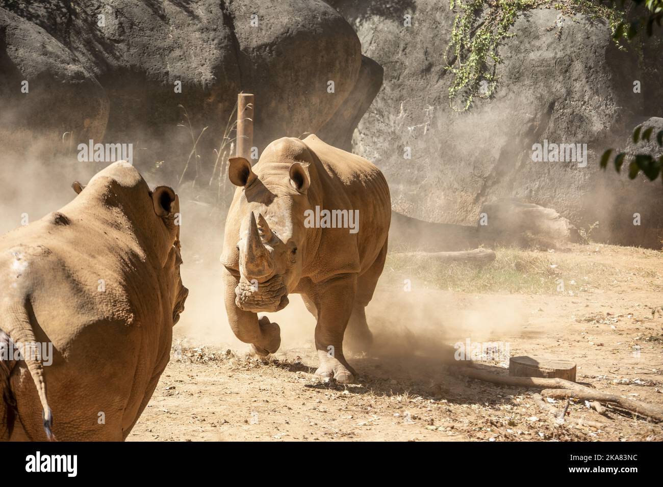 Two white rhinoceros (Ceratotherium simum) are flighting, which is the ...