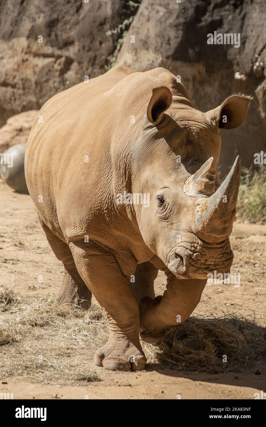 The white rhinoceros (Ceratotherium simum) is the largest extant ...