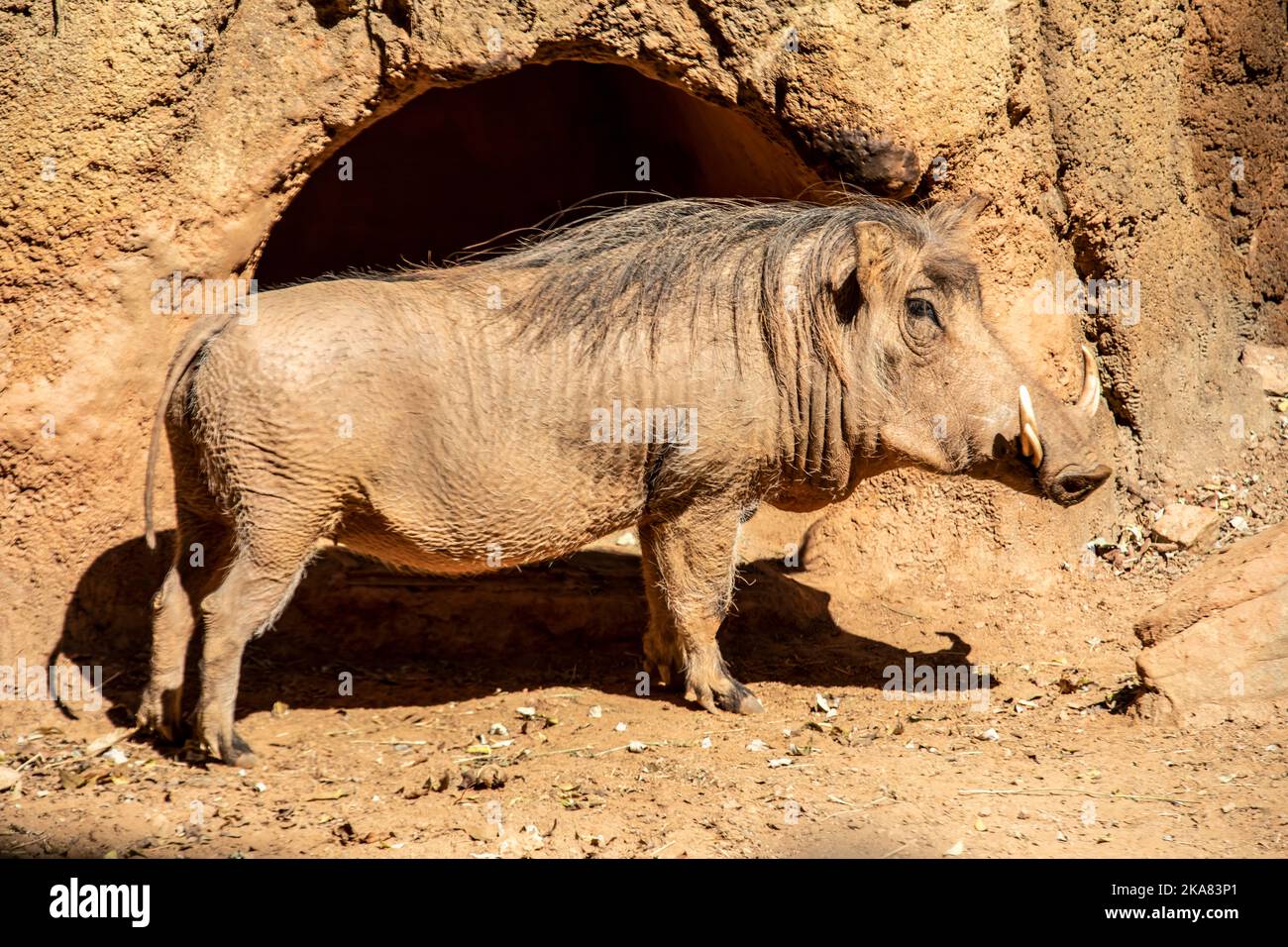 Warthog, wild member of the pig family drinking water Stock Photo - Alamy