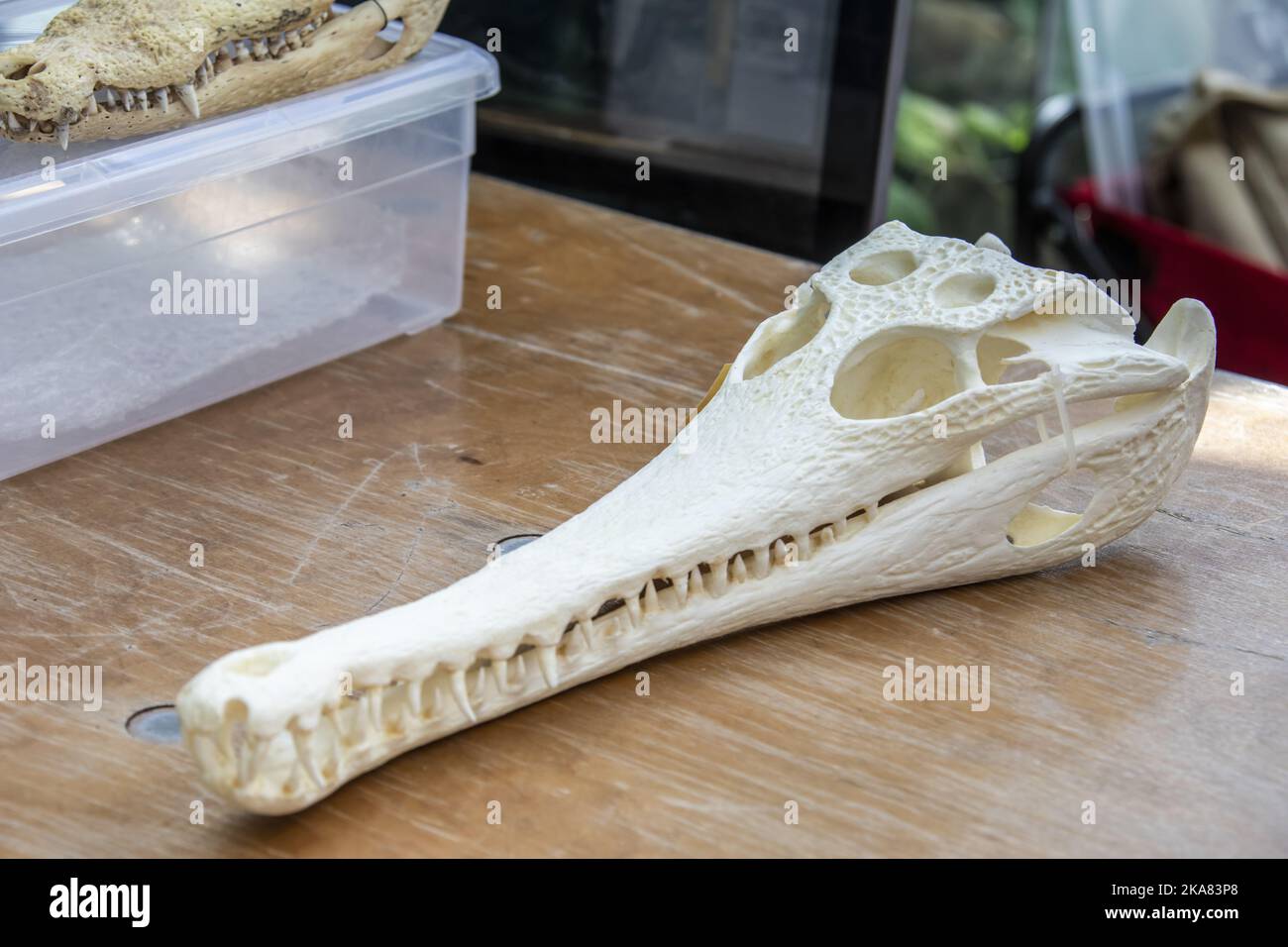 the closeup image of skull of African slender-snouted crocodile ...