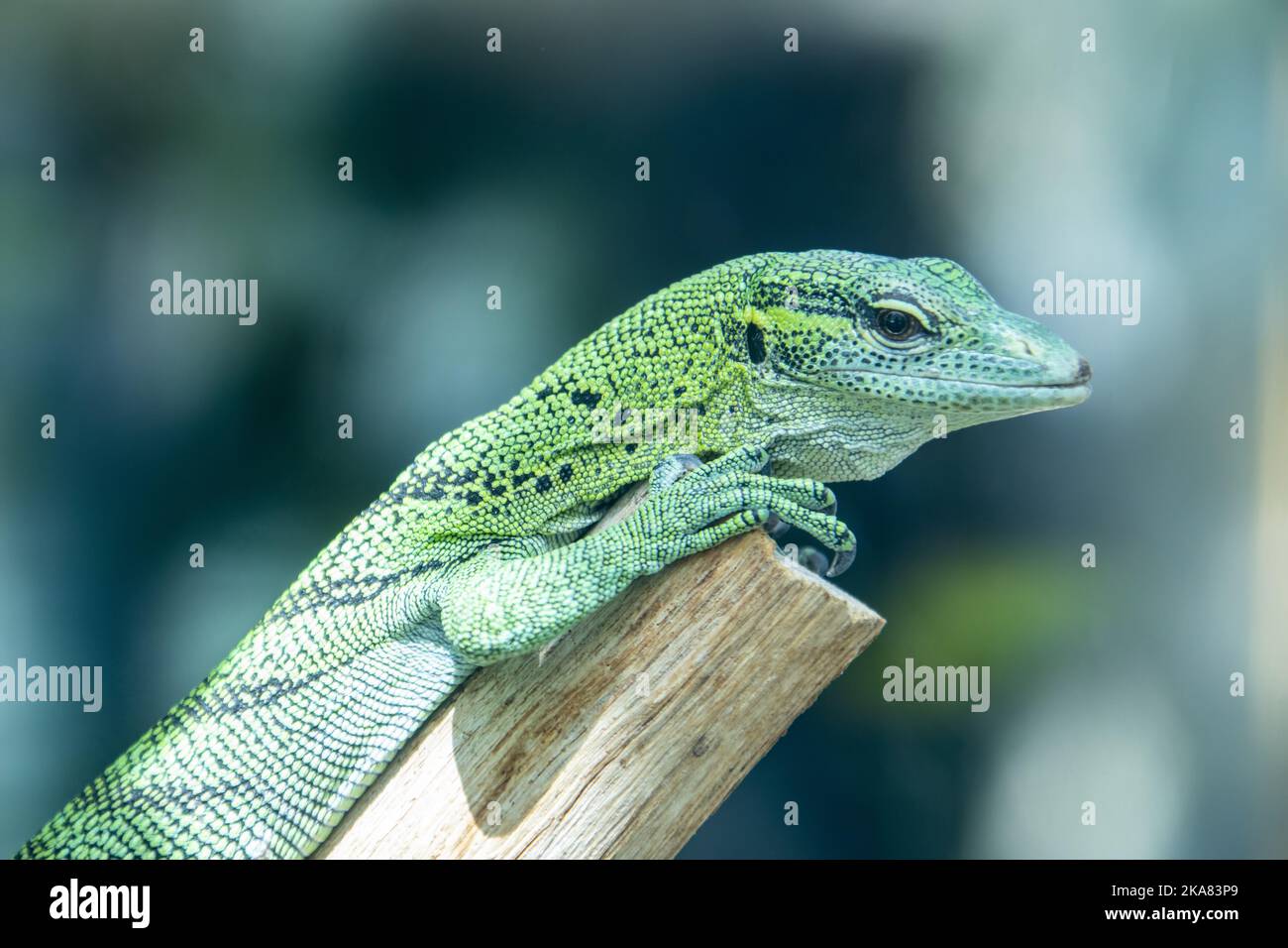 The emerald tree monitor (Varanus prasinus) is a small to medium-sized ...