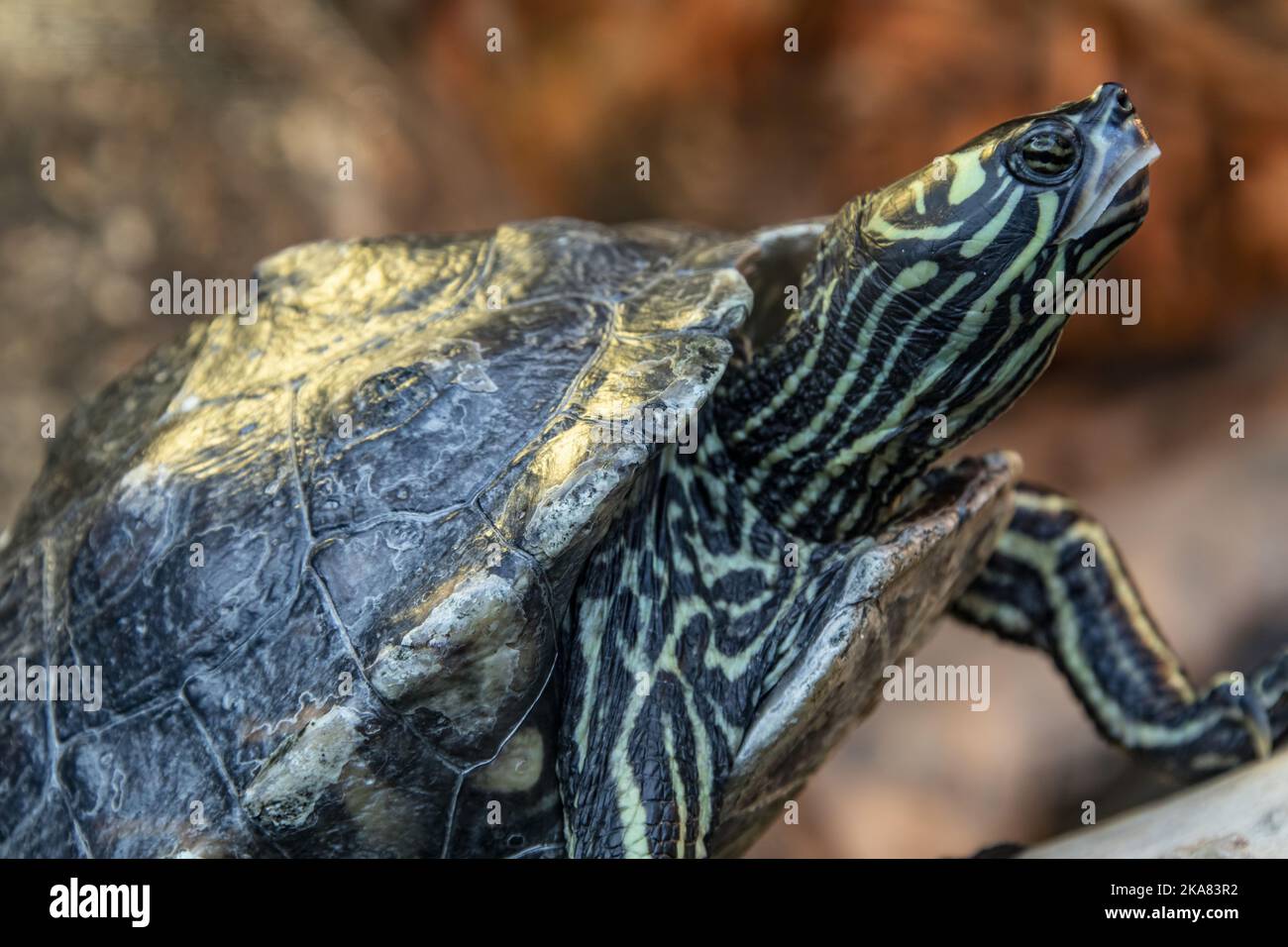 The yellow-blotched map turtle (Graptemys flavimaculata) is a species ...