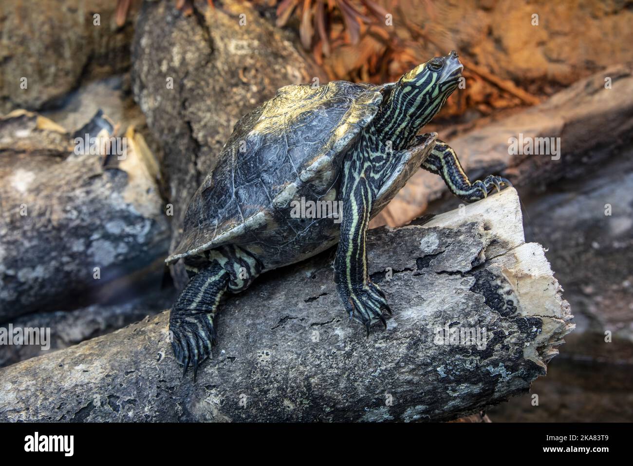 The yellow-blotched map turtle (Graptemys flavimaculata) is a species ...