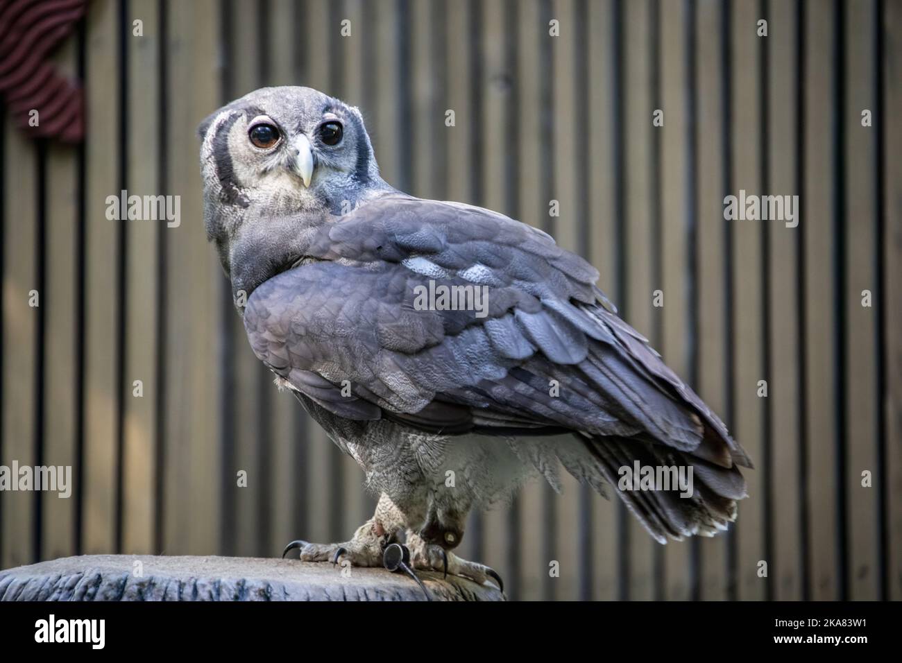 Verreaux's eagle-owl (Bubo lacteus) is a member of the family Strigidae ...
