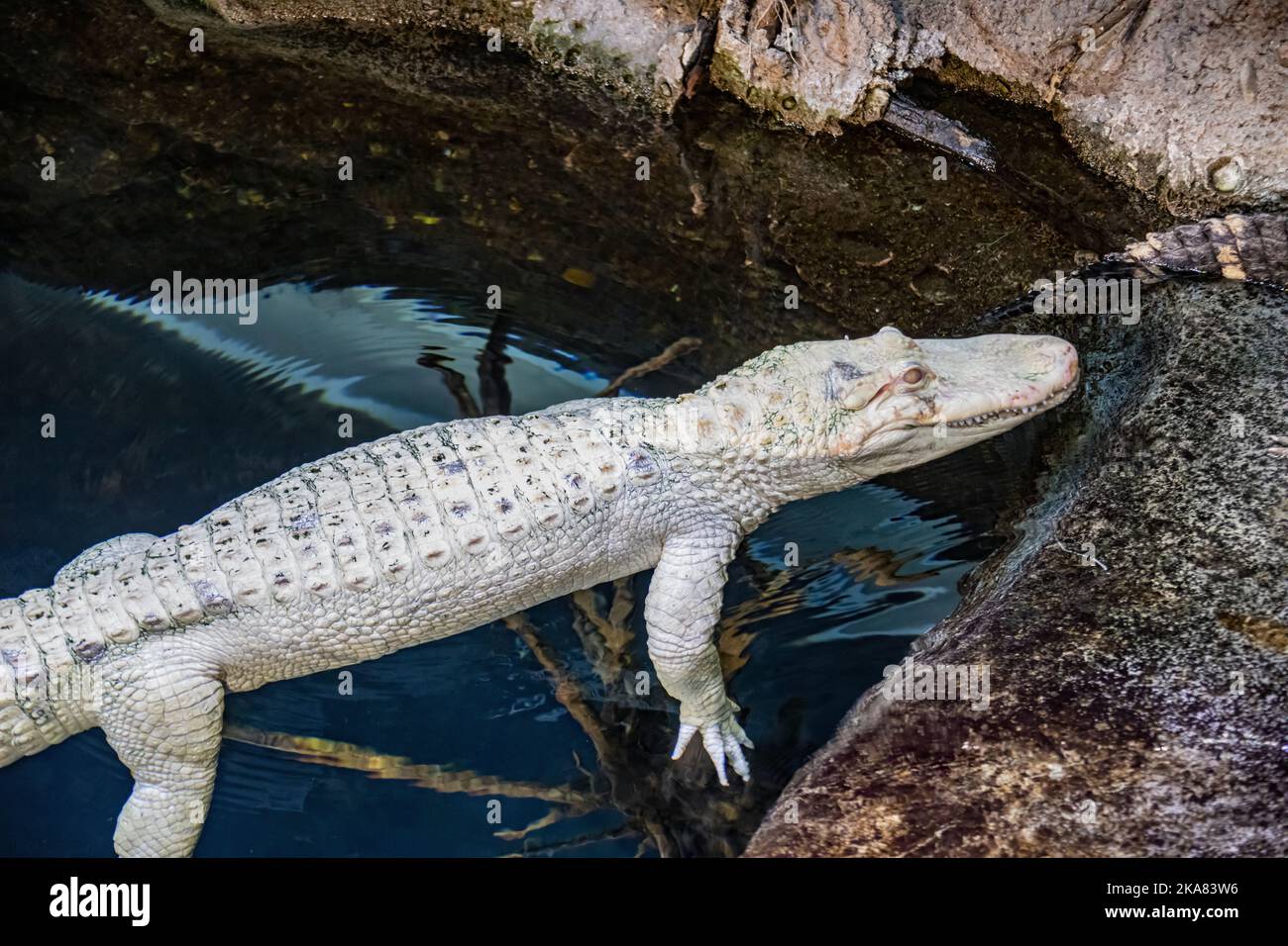 the closeup image of albino American alligator (Alligator ...