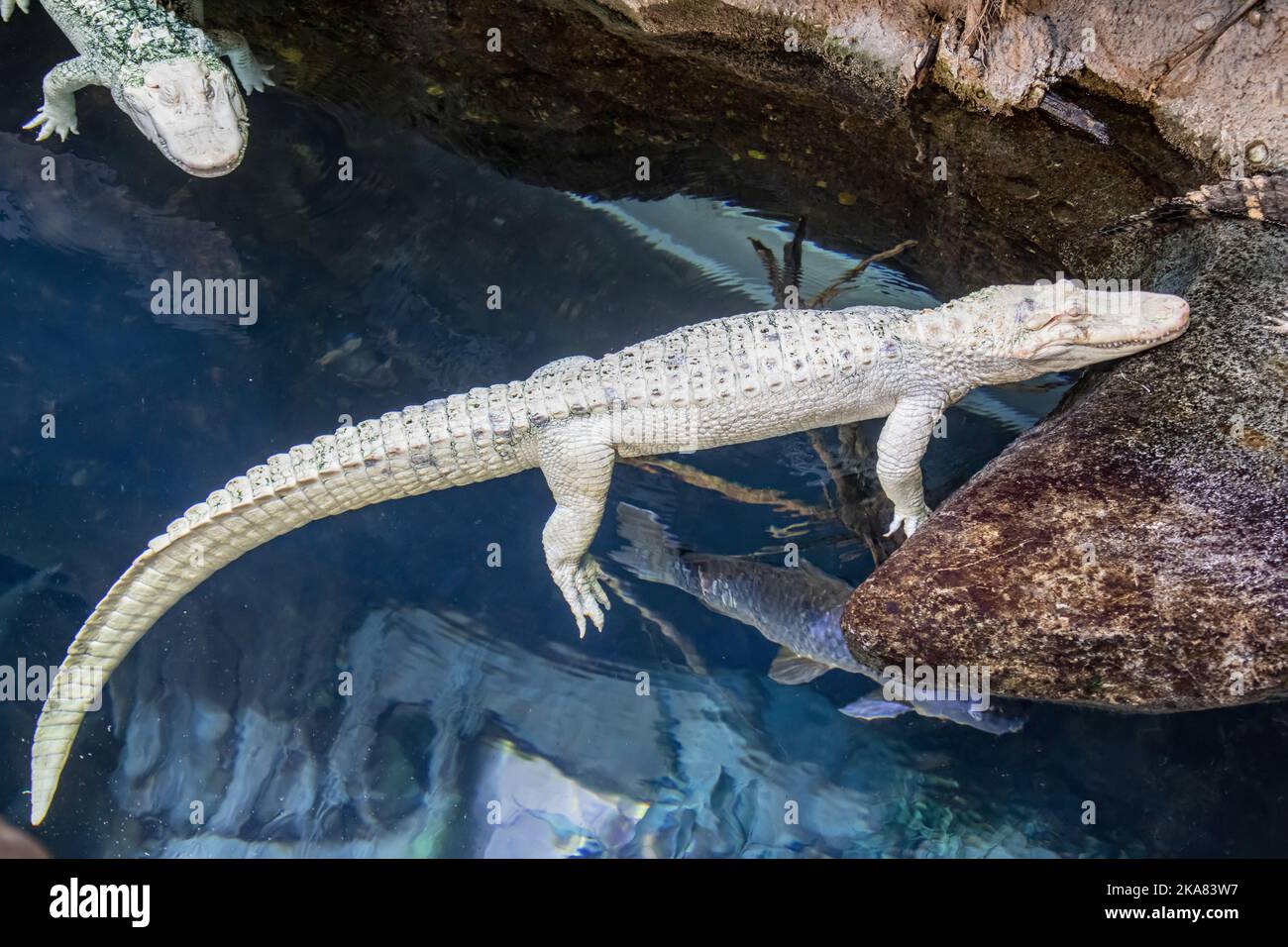 the closeup image of albino American alligator (Alligator ...