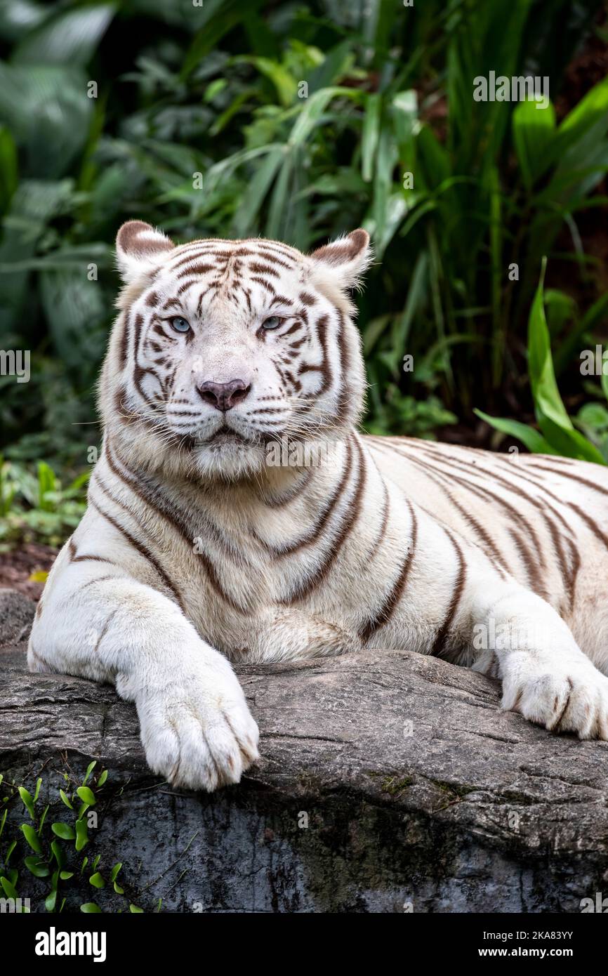 The white tiger is a pigmentation variant of the Bengal tiger. Such a ...