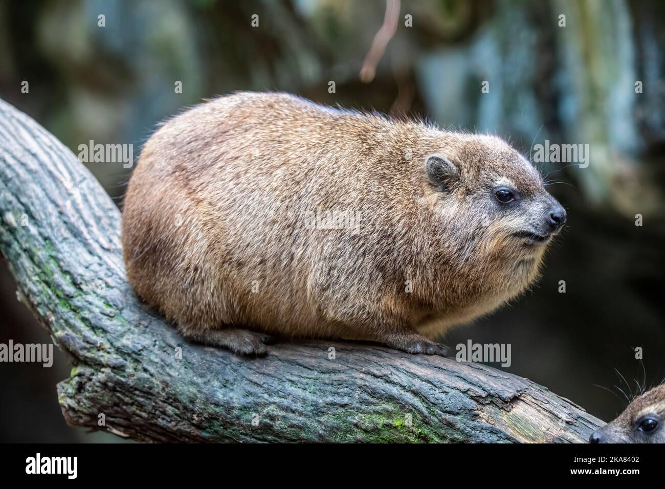 Rabbit sized rodent hi-res stock photography and images - Alamy