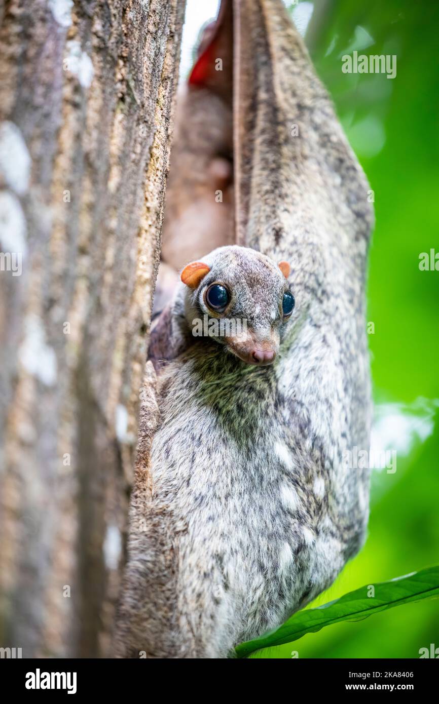 Flying squirrel borneo hi-res stock photography and images - Alamy