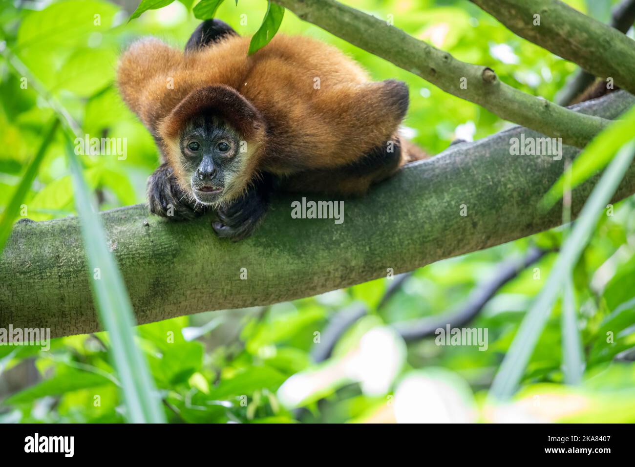 Geoffroy's spider monkey (Ateles geoffroyi) is a species of spider ...