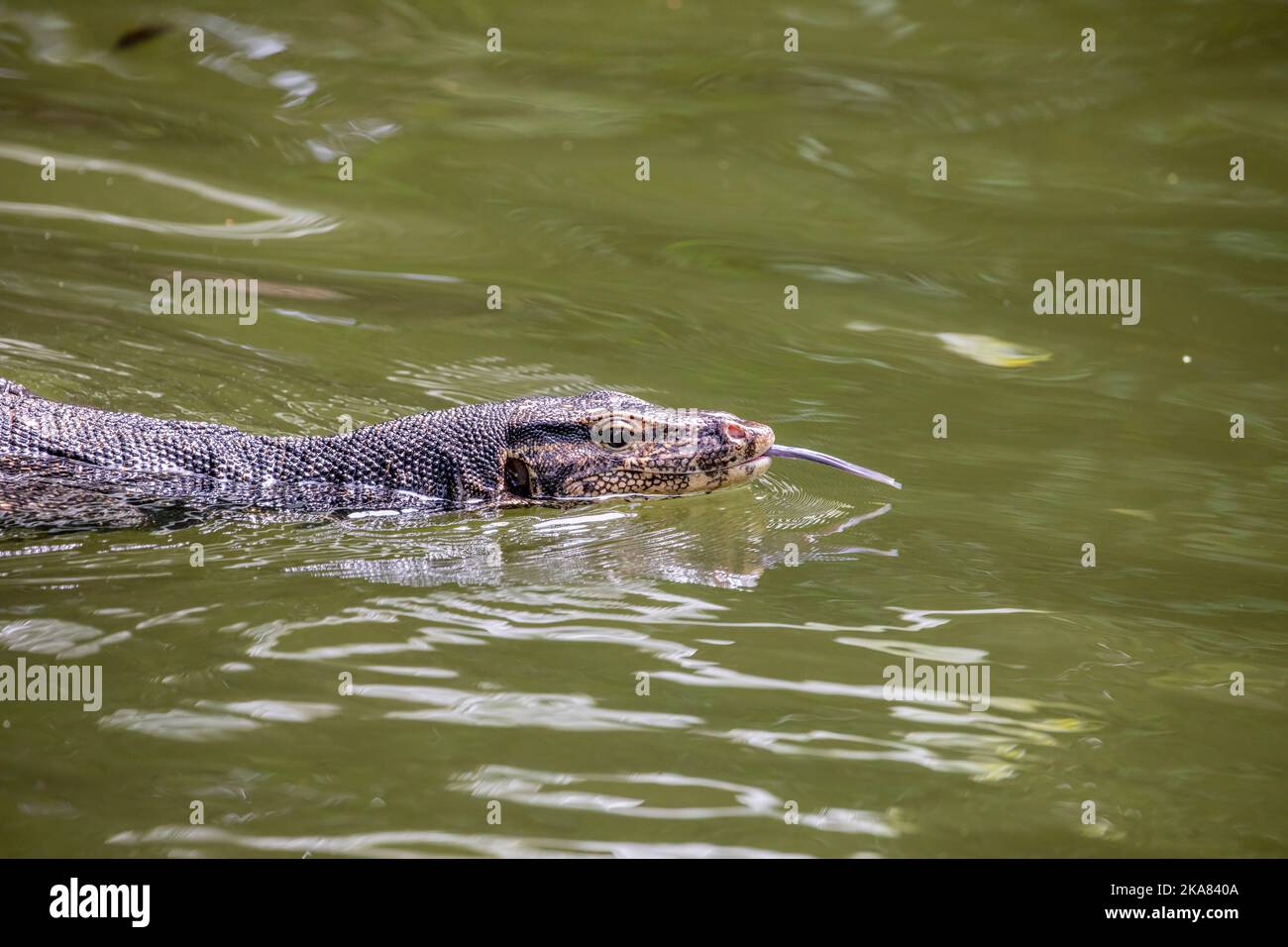 an wild Asian water monitor(Varanus salvator) is swimming with tongue ...