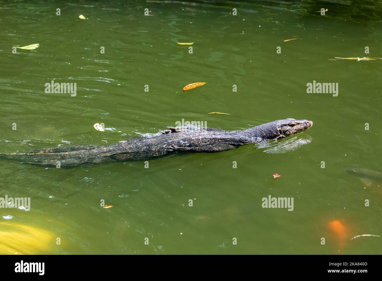 an wild Asian water monitor(Varanus salvator) is swimming with tongue ...