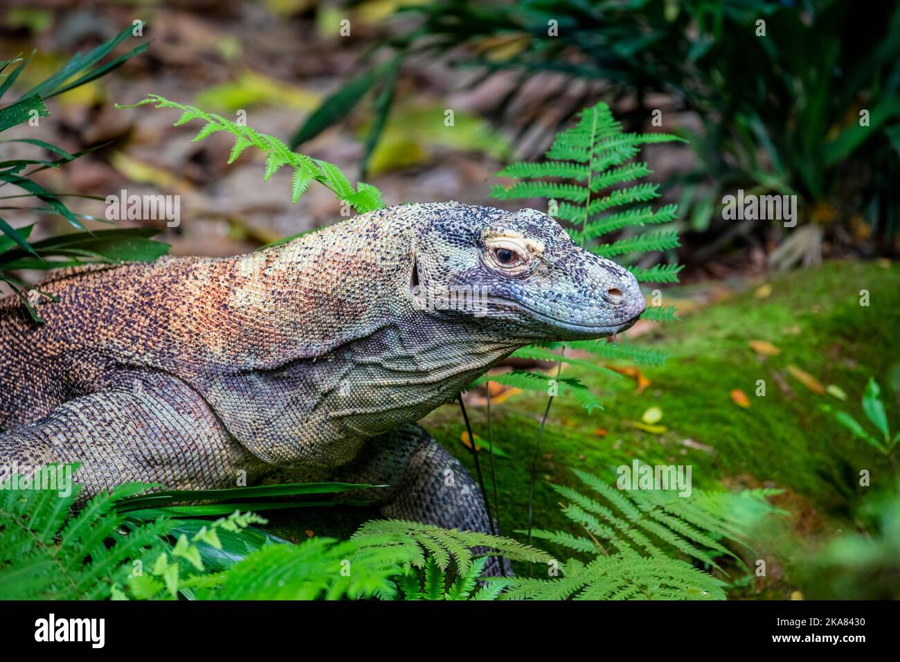The closeup image of Komodo dragon. it is also known as the Komodo ...
