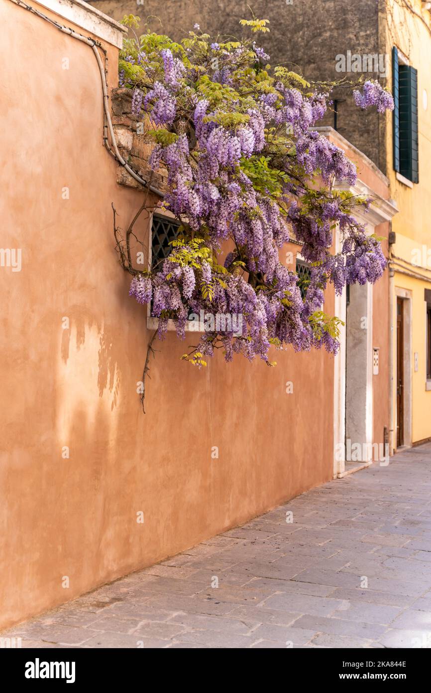 A vertical shot of purple flowers on wall of old houses in a narrow ...