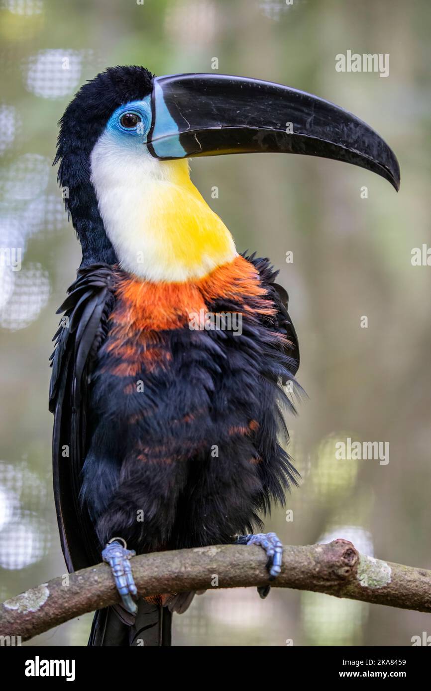 A Channel-billed toucan( Ramphastos vitellinus) stands on the tree Like ...