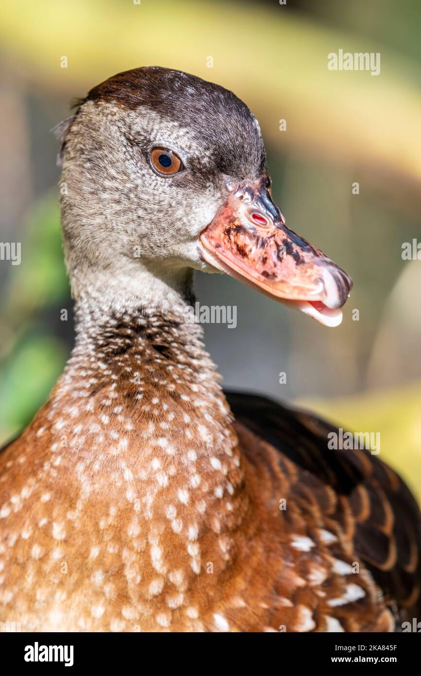 The spotted whistling duck (Dendrocygna guttata) is a member of the ...