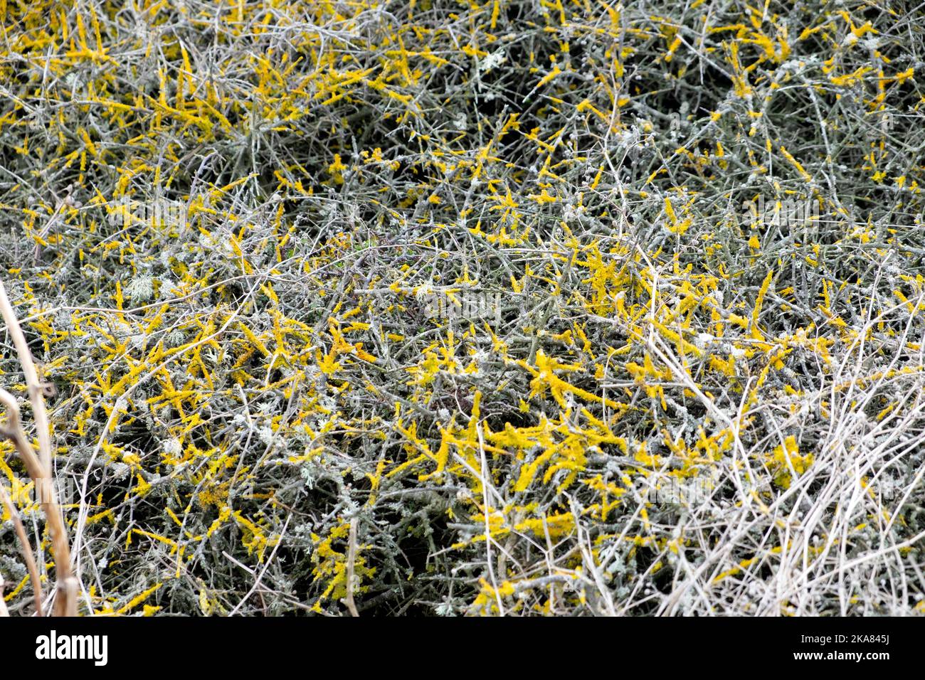 Yellow crustose lichen on spiky twigs branches of Pembrokeshire coast ...