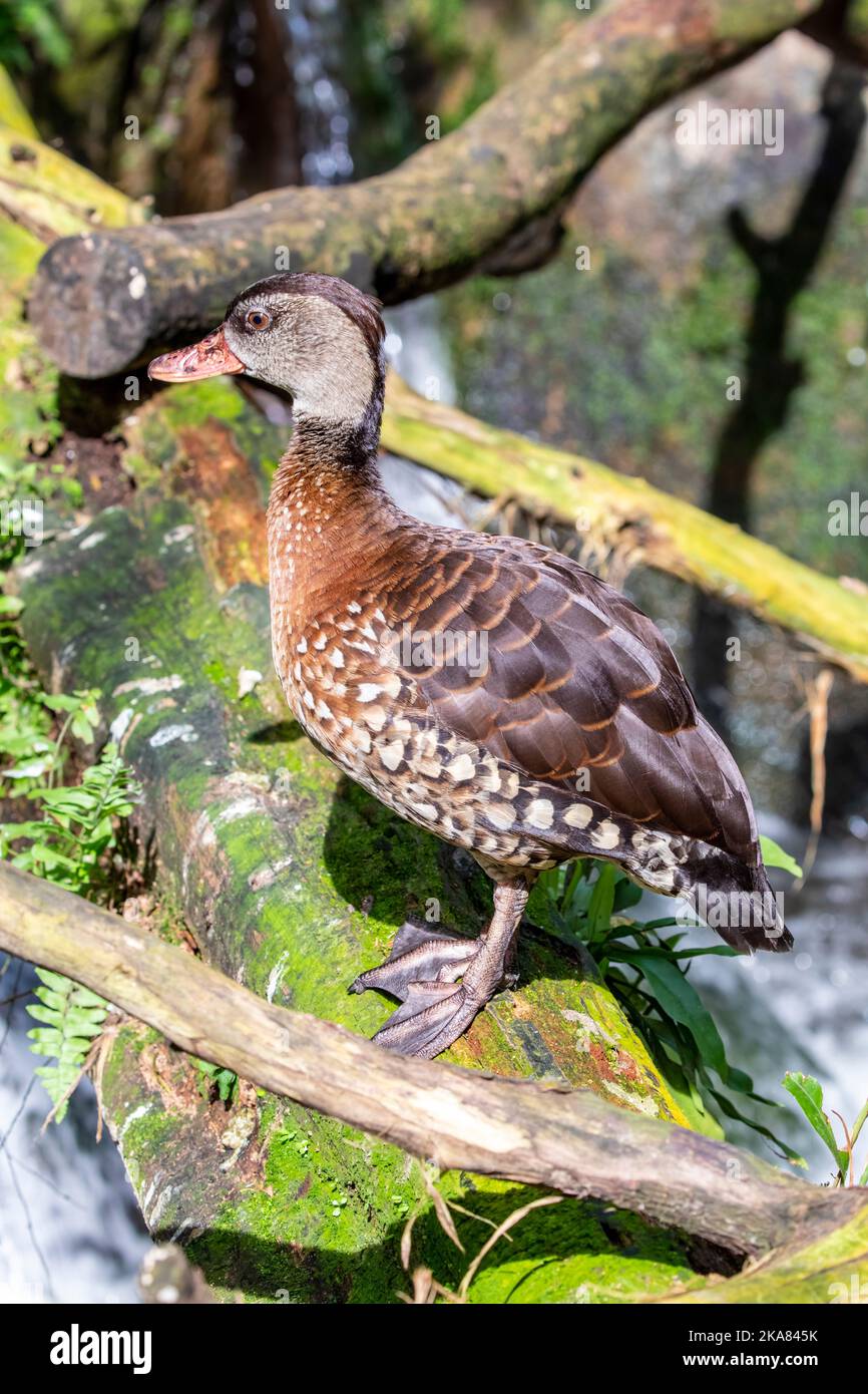 The spotted whistling duck (Dendrocygna guttata) is a member of the ...