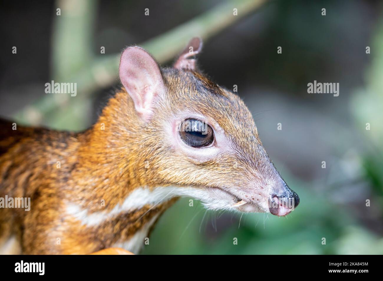 Chevrotain fawn hi-res stock photography and images - Alamy