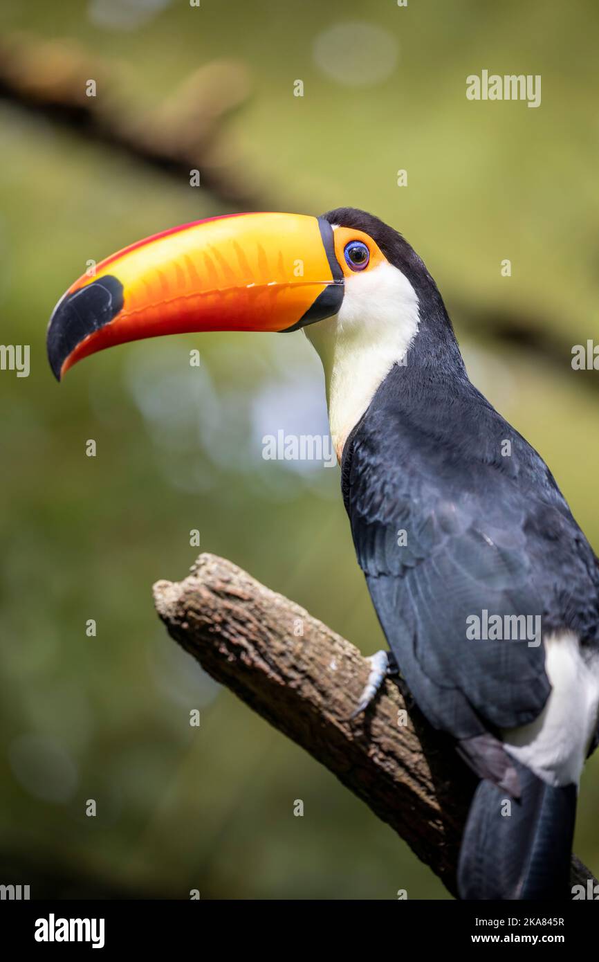 The toco toucan (Ramphastos toco)is the largest and probably the best ...