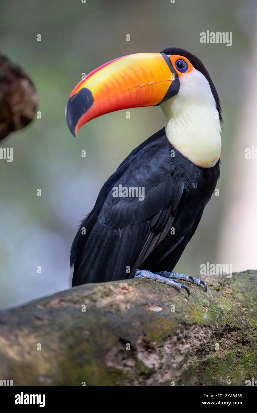 The toco toucan (Ramphastos toco)is the largest and probably the best ...
