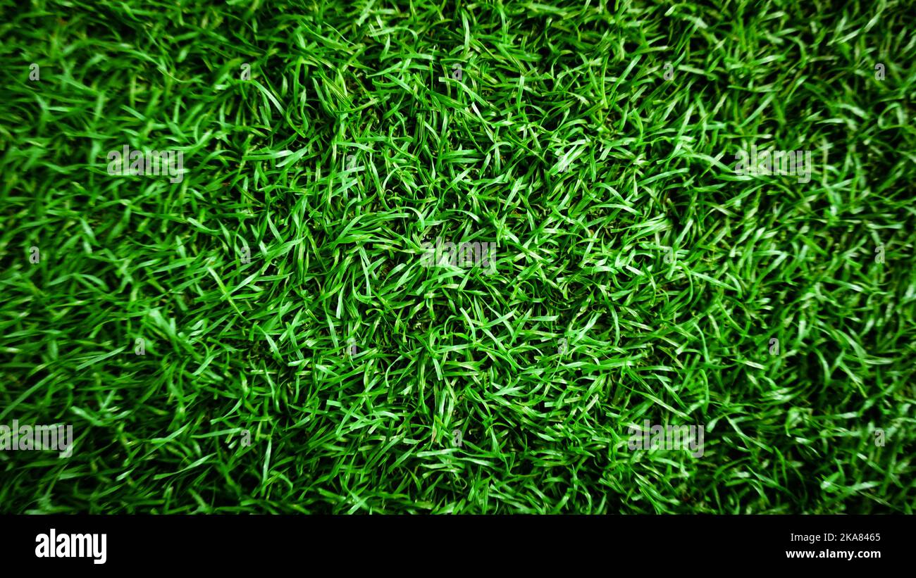 green grass background with blur overlay Stock Photo - Alamy
